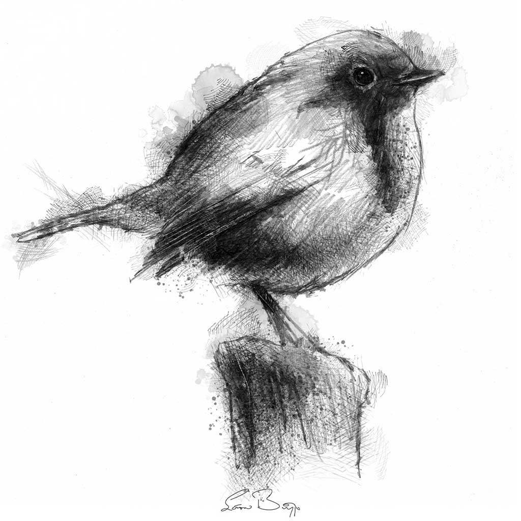British robin sketch | SeanBriggs – Sean-Briggs-Art
