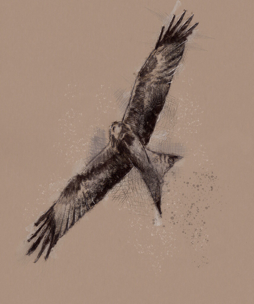 Red kite | SeanBriggs