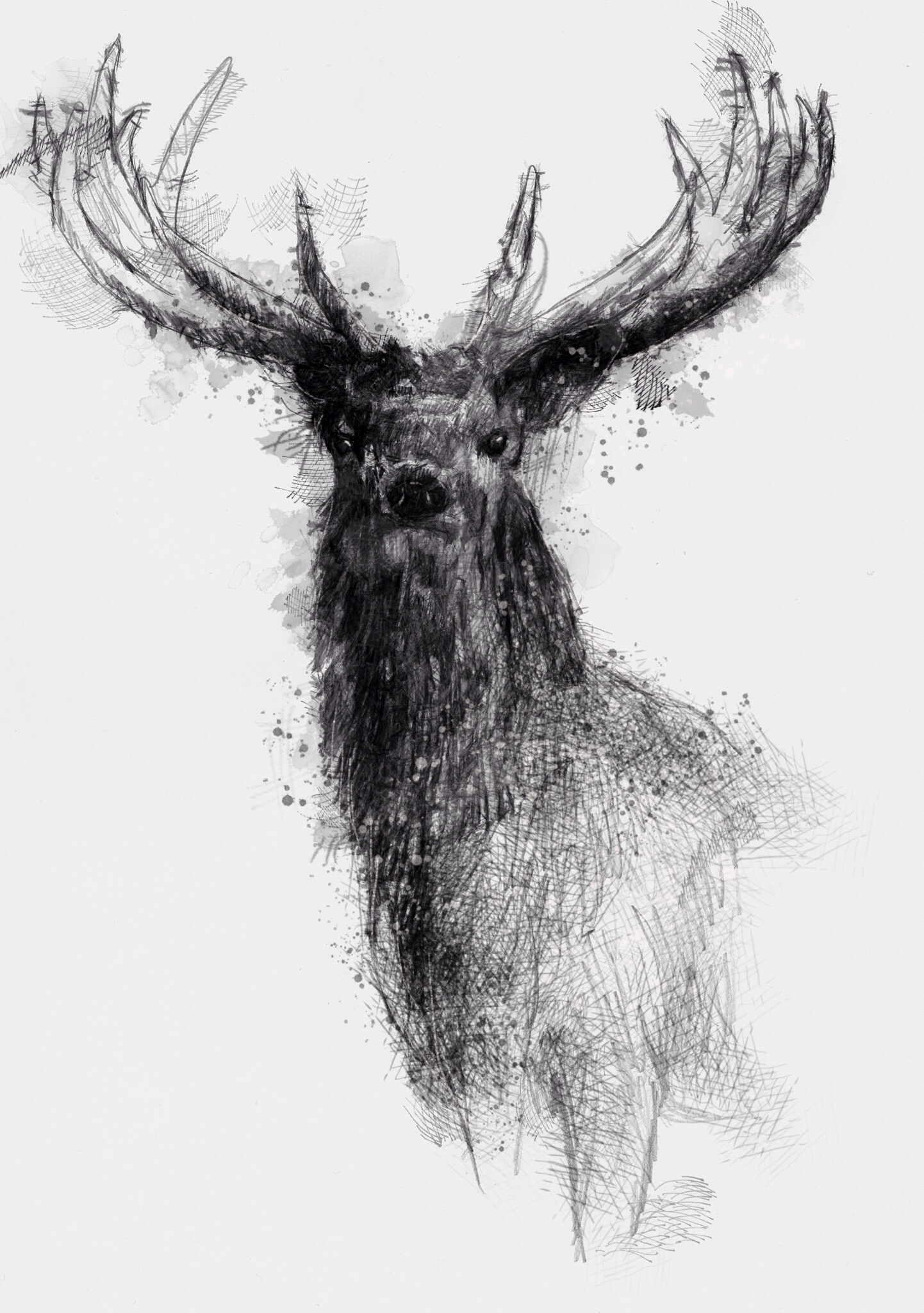 Stag Deer Drawing