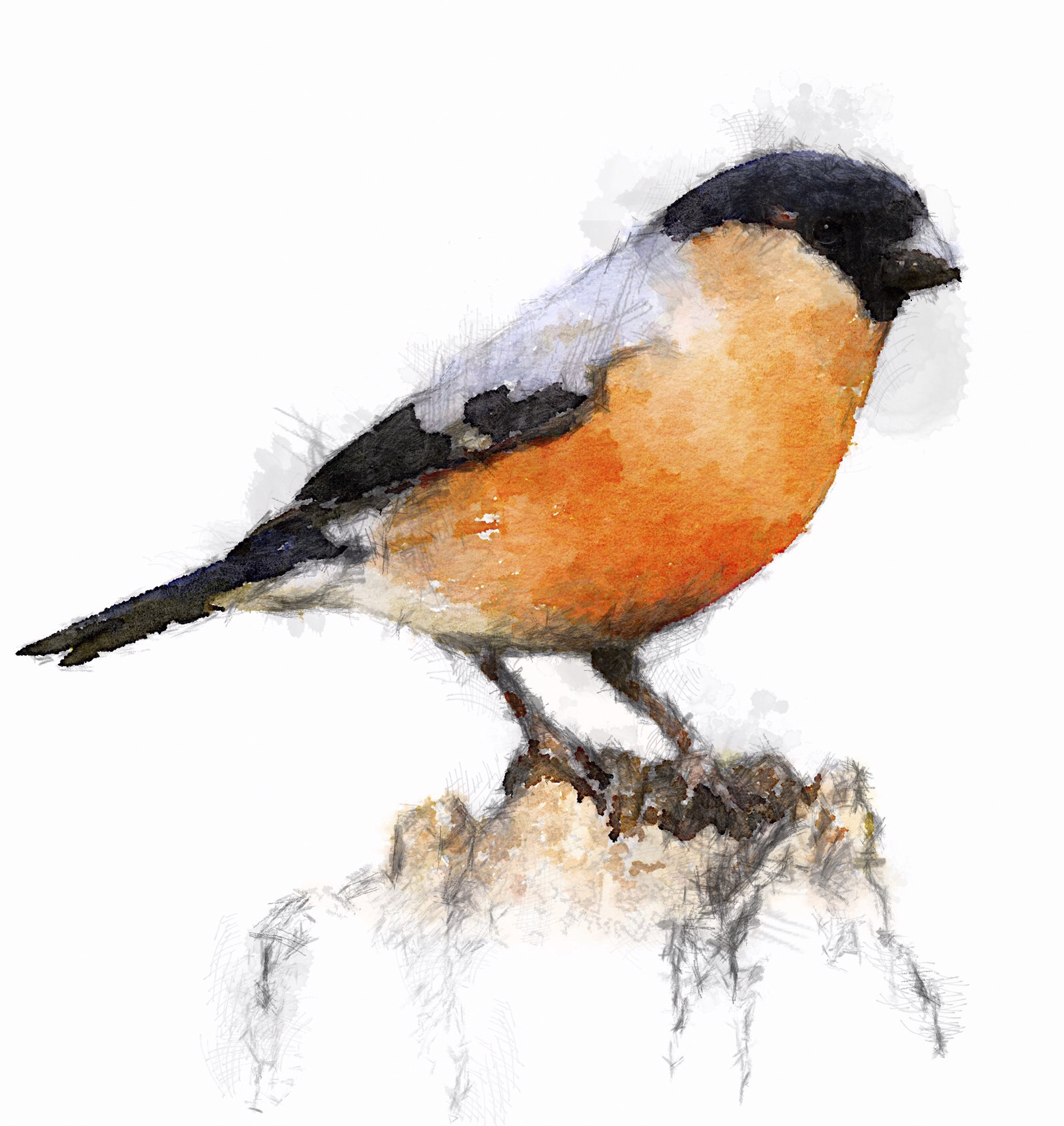 Bullfinch colour | SeanBriggs