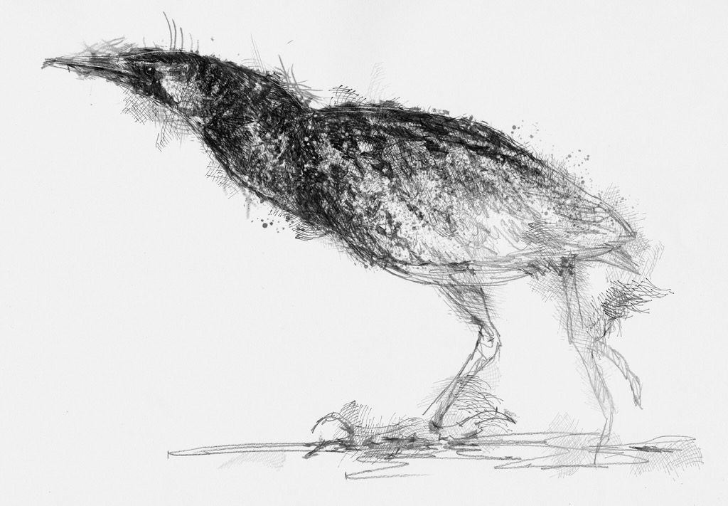 Bittern | SeanBriggs