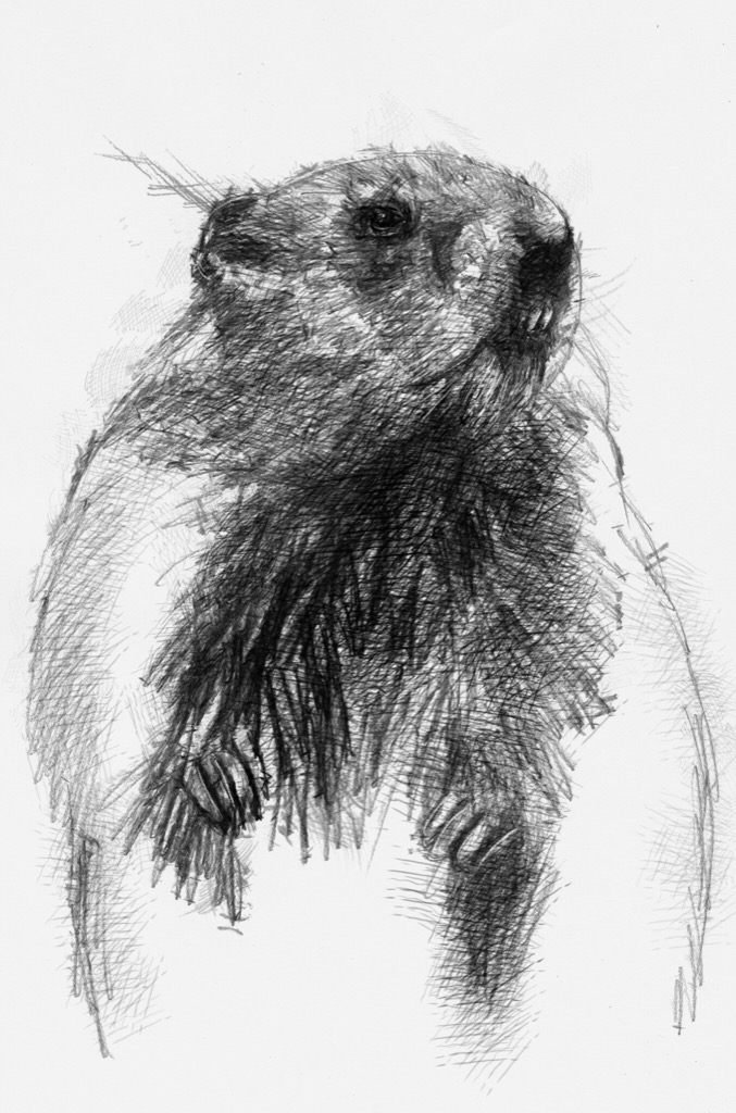 Groundhog | SeanBriggs