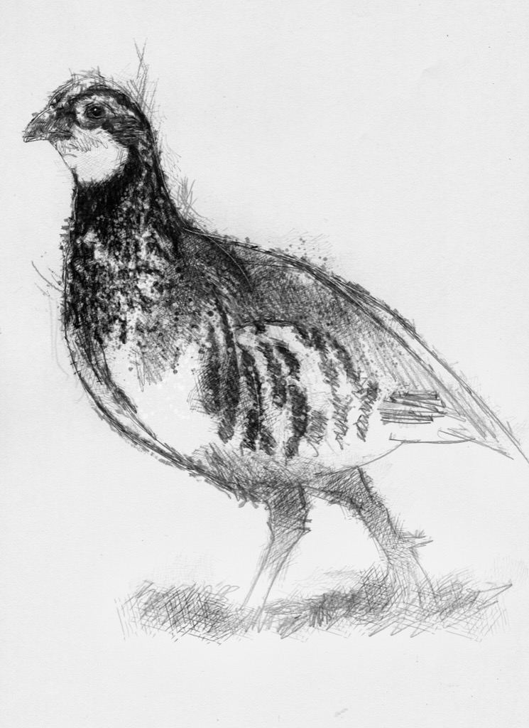 Grey partridge | SeanBriggs