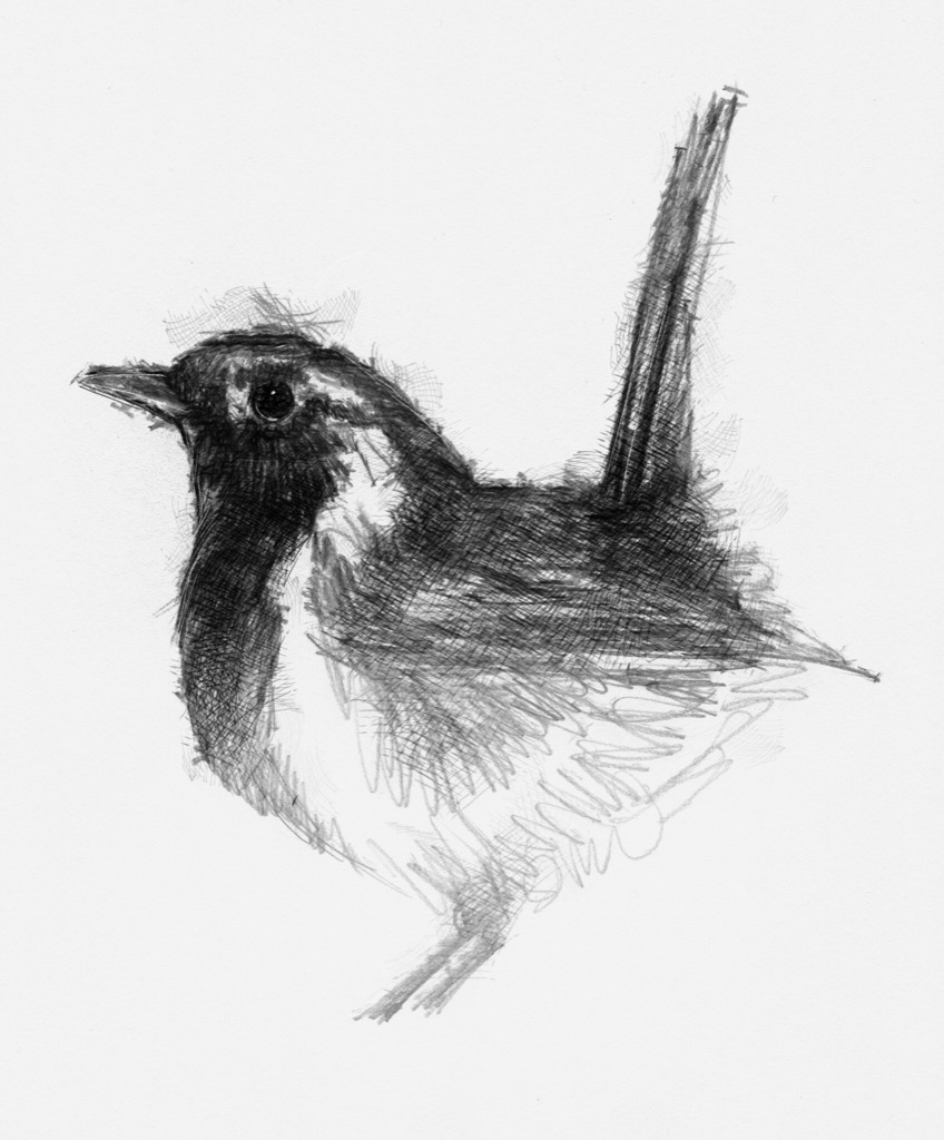 British robin | SeanBriggs