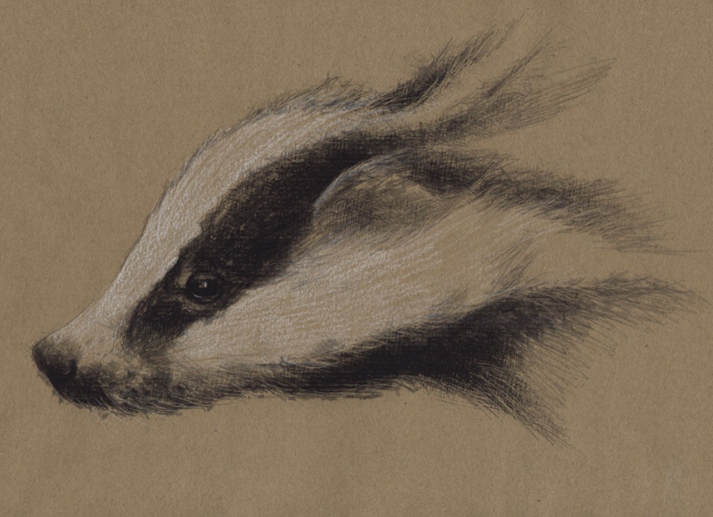 Badger sketch | SeanBriggs
