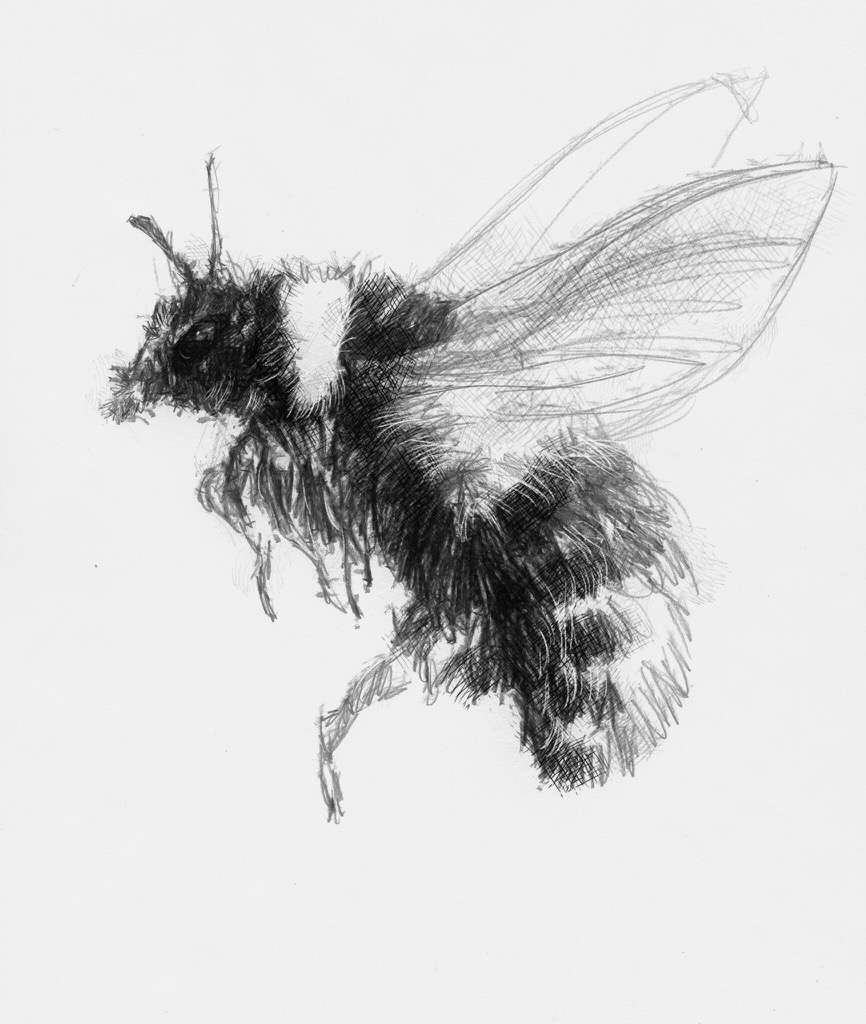 Bumble bee | SeanBriggs
