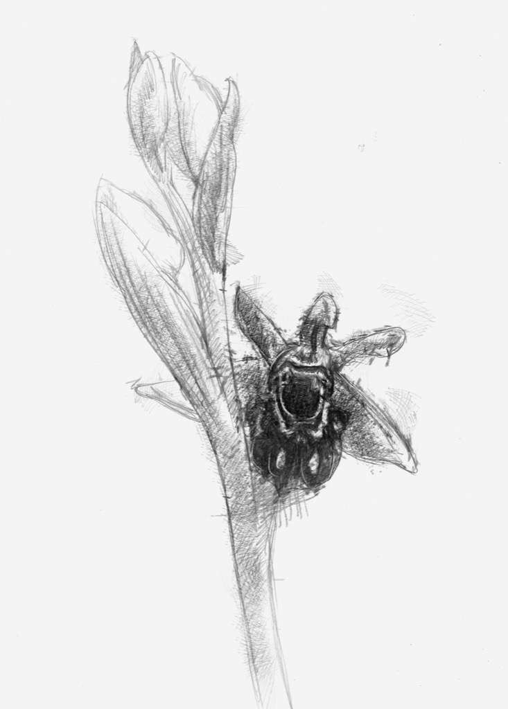 Bee orchid | SeanBriggs